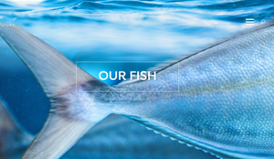 Our Fish - Blue Ocean Mariculture